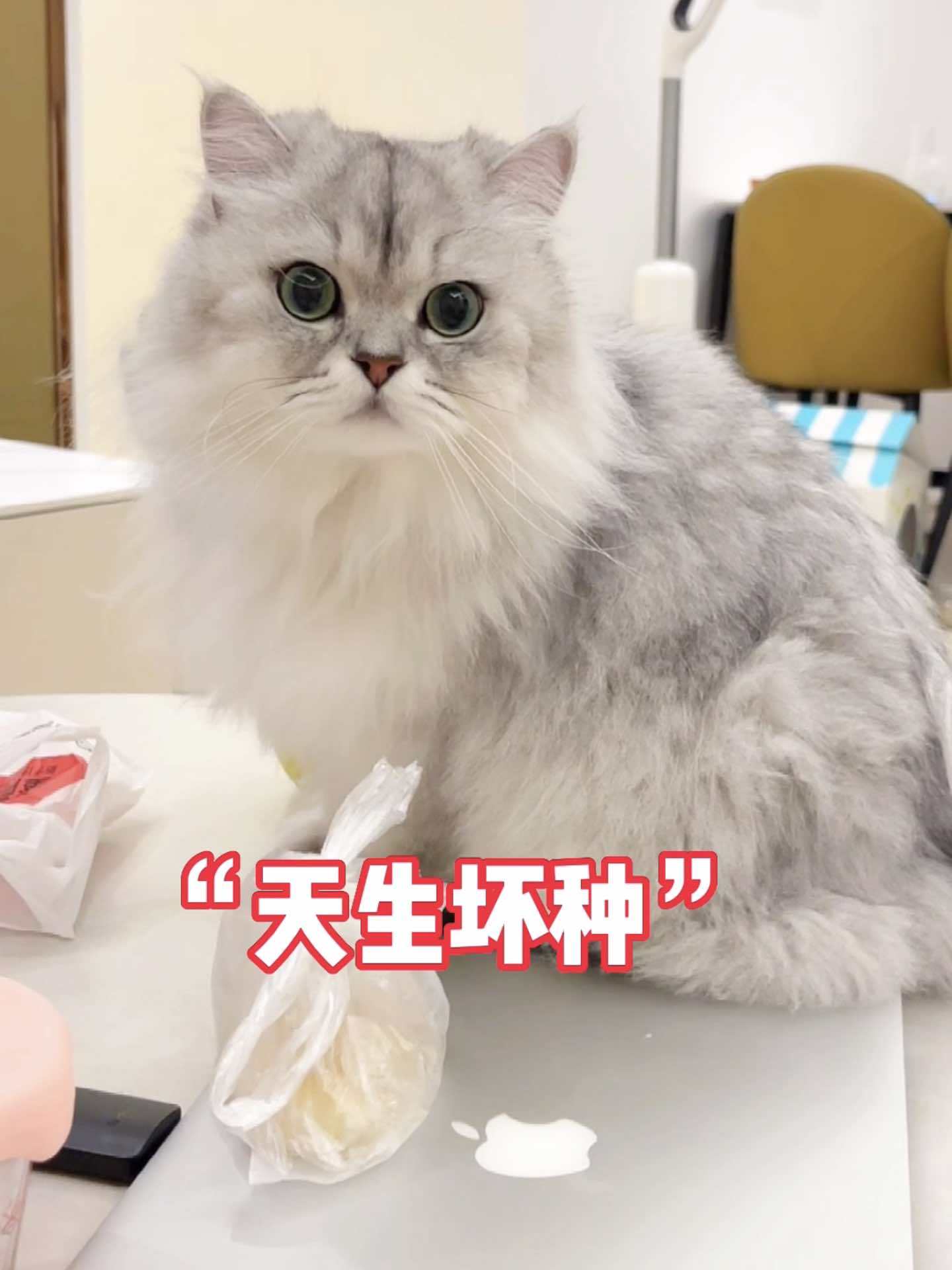 ...长得好看的小猫咪是不会太坏的,即使坏也可以原谅#谁能拒绝傻憨憨...