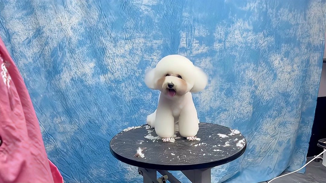 学宠物美容需要多少钱?学宠物美容师各个级别的学费是多少?