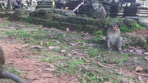 可怜的猴子,被欺负了体现了动物界的弱肉强食