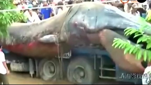 农民从地底挖出巨型不明生物,看到后吓了一大跳