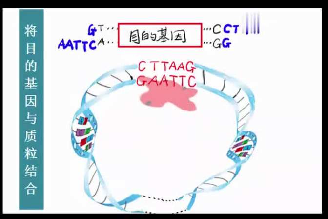 基因工程的操作步骤