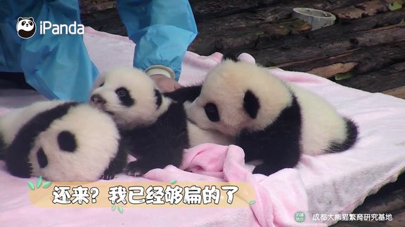 盘点:大熊猫成长路上到底有多少趣事?