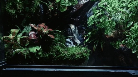 雨林缸30.30.50全国可邮寄,免维护。