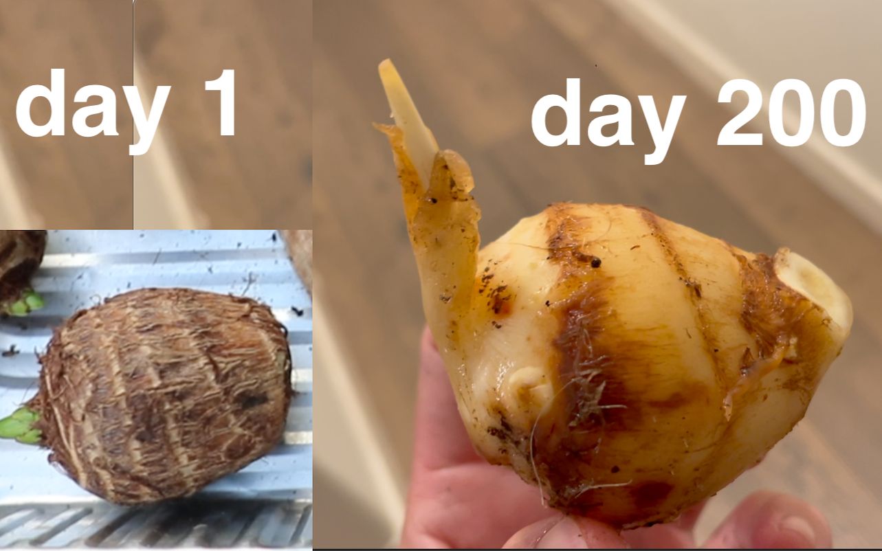 芋头再生|商店买来就能种,再生菜,如何在家种芋头