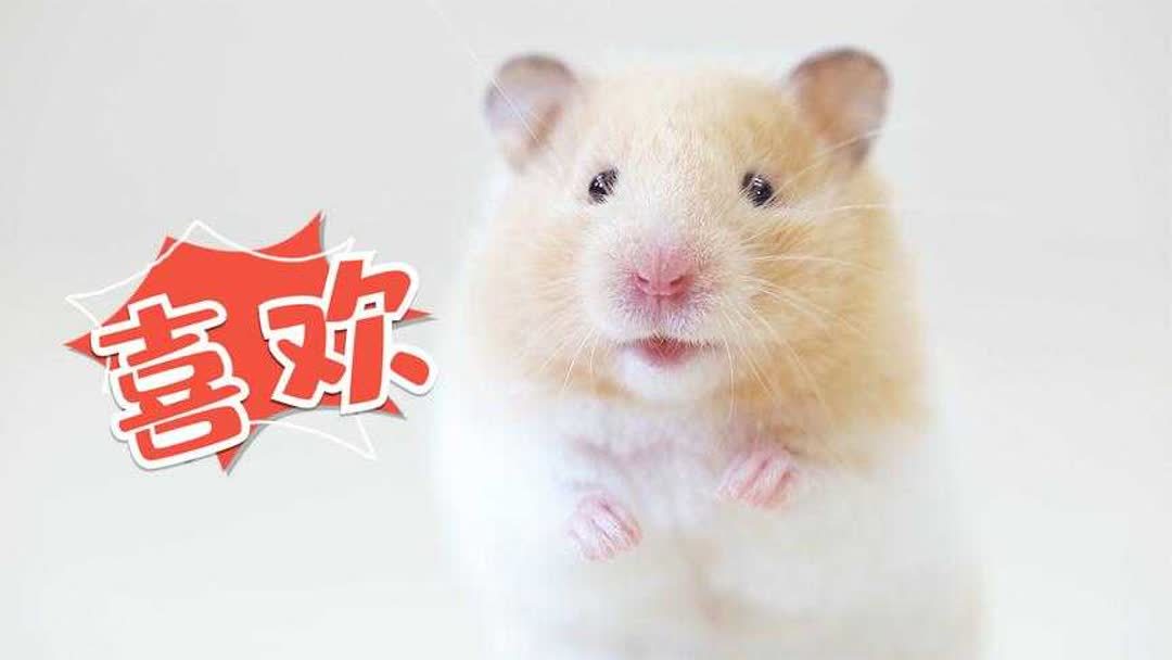 宠物剧情:仓鼠喜欢你的表现