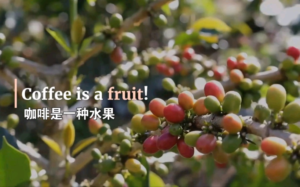 咖啡处理方法介绍(翻译 by Rocky)