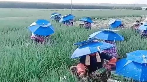 下雨天出去拔草,看到雨伞的设计,大姐这伞哪买的