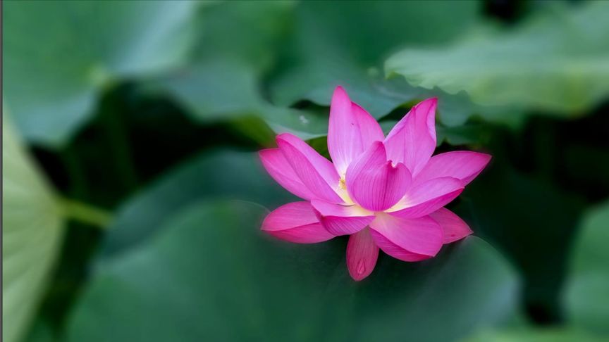 PS滤镜之光圈模糊和移轴模糊,模拟大光圈让背景虚化,并逼真有效