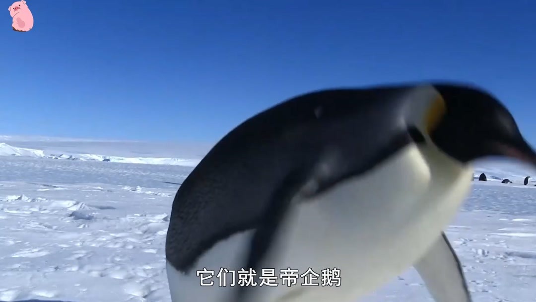 评分最高的十大国外纪录片:每一部都给你,视觉与灵魂的双重震撼