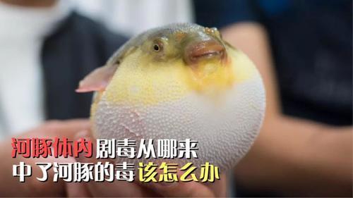 为什么河豚体内有剧毒?如果不小心中了河豚毒素,还能活命吗?