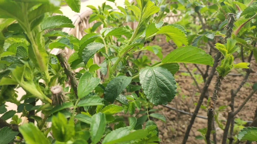 今天才知道原来玫瑰花是这样生长的