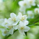 小峰小花匠 