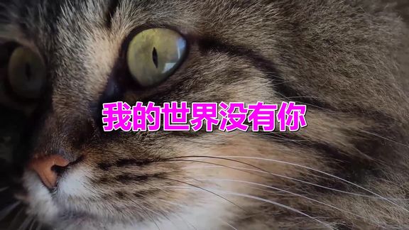 《我的世界没有你》《挥霍》《一个小心愿》《朋友别哭(Live