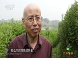 [中华医药]挑选艾绒和艾条有讲究