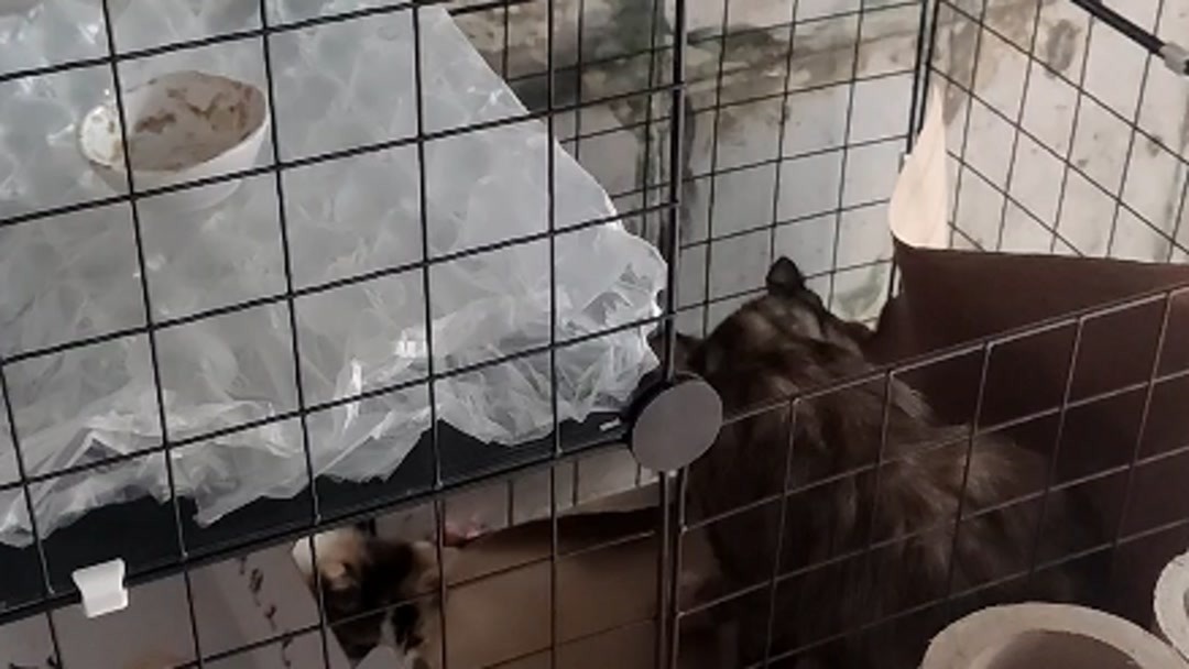 我被小野猫抓了,我要怎么处理,我简直简单的消了毒。