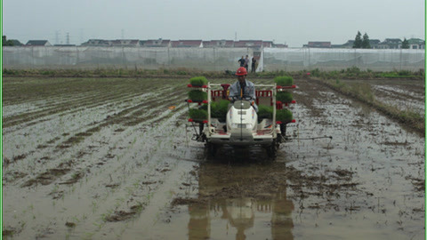 日本作为科技大国,他们是怎么种水稻的呢?看完涨知识了