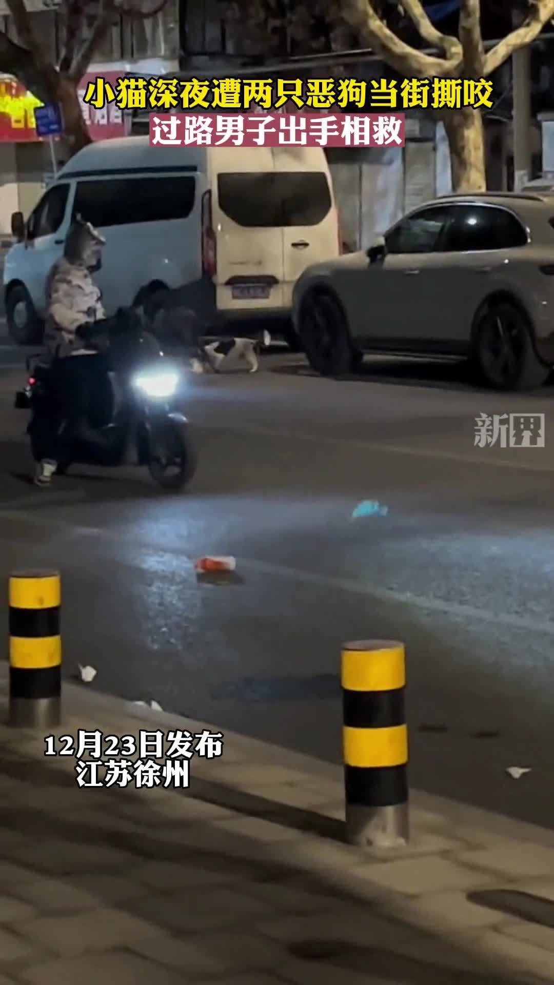 小猫深夜遭两只恶狗当街撕咬,过路男子出手相救