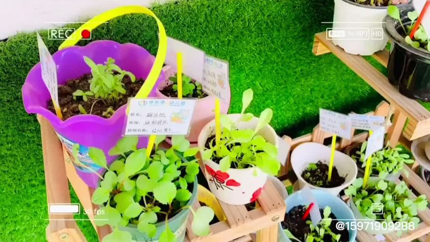 #记录生活中的小美好 孩子们植树节种下的种子发芽ߌ�啦