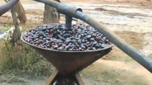 非洲小伙用棕榈果榨的油, 据说营养成分和猪油没任何区别,他们都是吃...