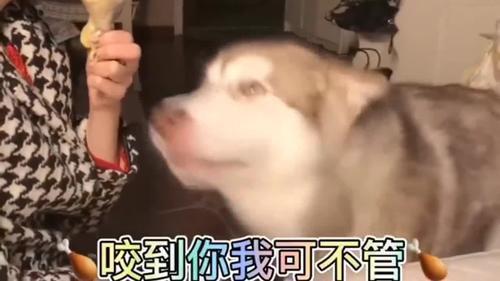 论学习一门语言的重要性,在狗狗的身上,体现出来