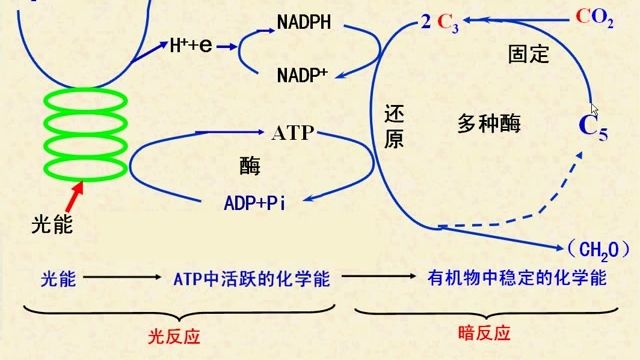 高中生物一轮复习——细胞器(一)