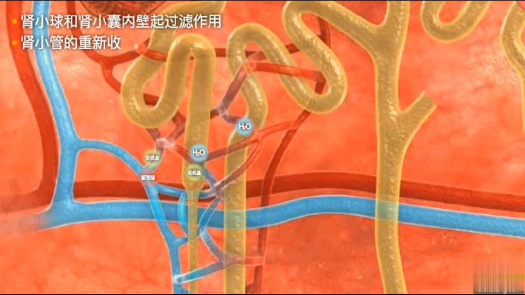 尿的形成和排出