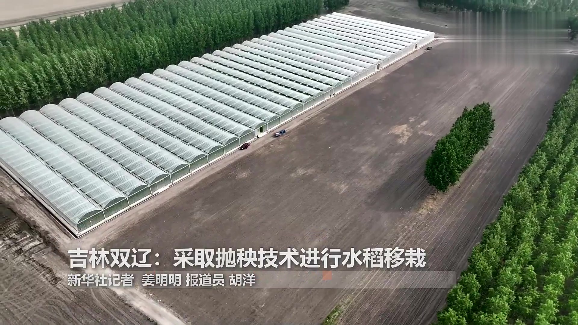 吉林双辽:采取抛秧技术进行水稻移栽