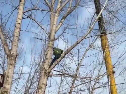 不得不承认,砍树是个技术活,稍有不慎就会发生这一幕!