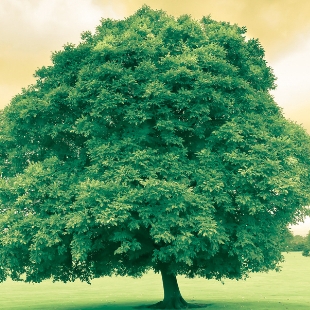 武汉全民义务植树 