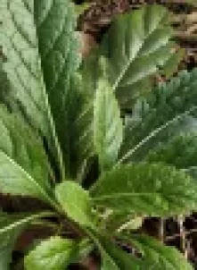 这就是野生中草药野生地黄,别搞错了,小植物大用途哦!