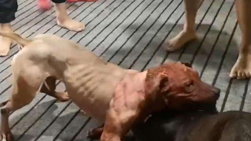 江西一斗狗赌博窝点被端:两狗撕咬遍体鳞伤,上百人围观