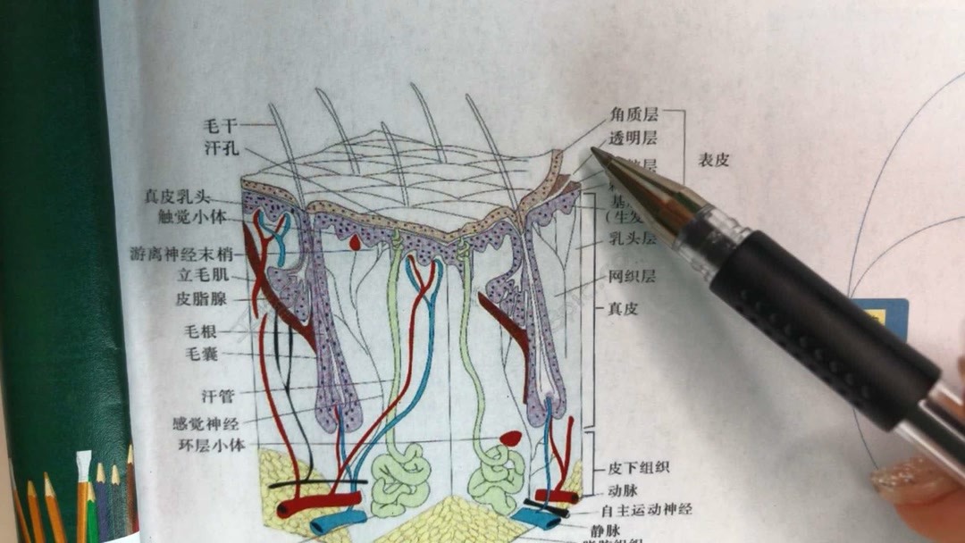 半永久纹绣新手教程,关于纹绣需要了解的皮肤构造讲解