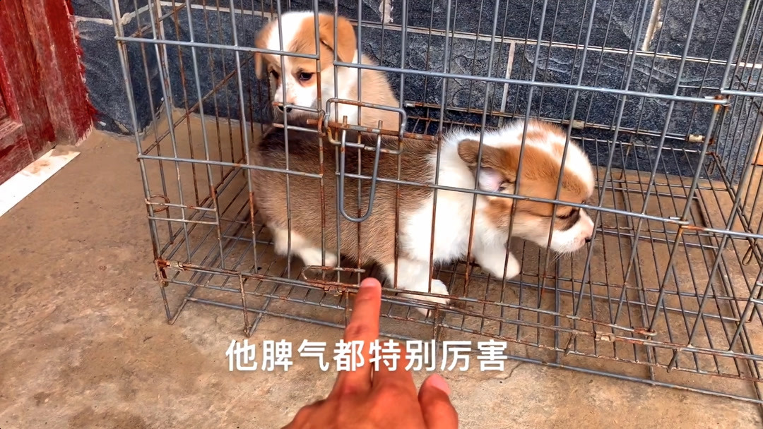 给小奶狗打疫苗,还没开始打,就开始惨叫,真是戏精啊
