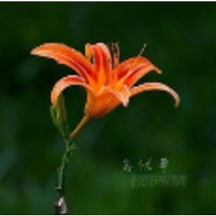 醉美萱草 