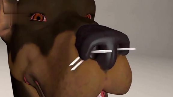 这部短片告诉你狗狗的鼻子为何如此灵敏!