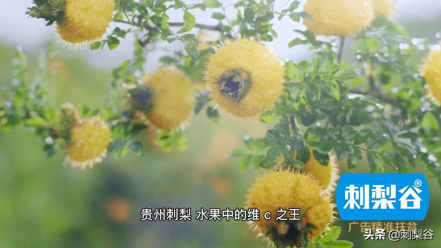 贵州刺梨再登央视!