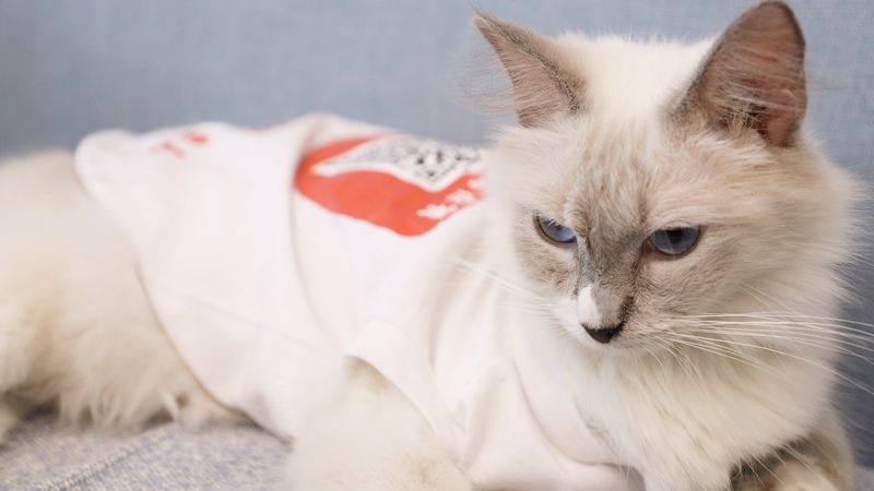 这家咖啡馆的“服务员”有点萌 喵星人点餐了解一下