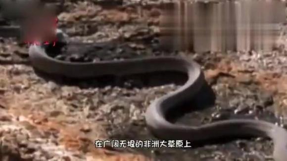 非洲最毒毒蛇,被咬一口十分钟内死亡,狐獴,我来尝尝