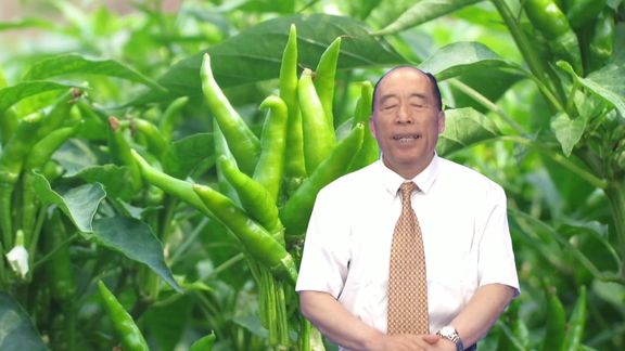 辣椒好吃不好管,好的辣椒该如何管理?#辣椒 #农业种植 #三农