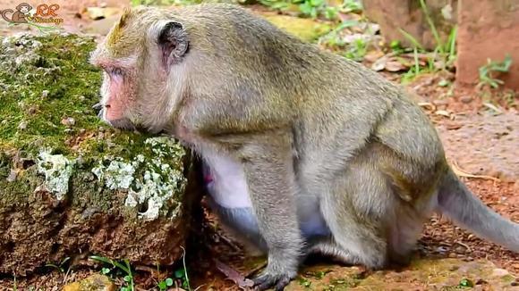 动物分娩前到底有多痛苦,看这即将分娩的母猴就知道了!