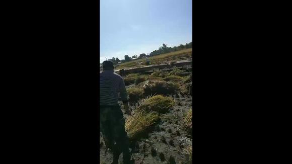 知道东北特产稻花香大米长在什么样的地方吗我家的水稻收割