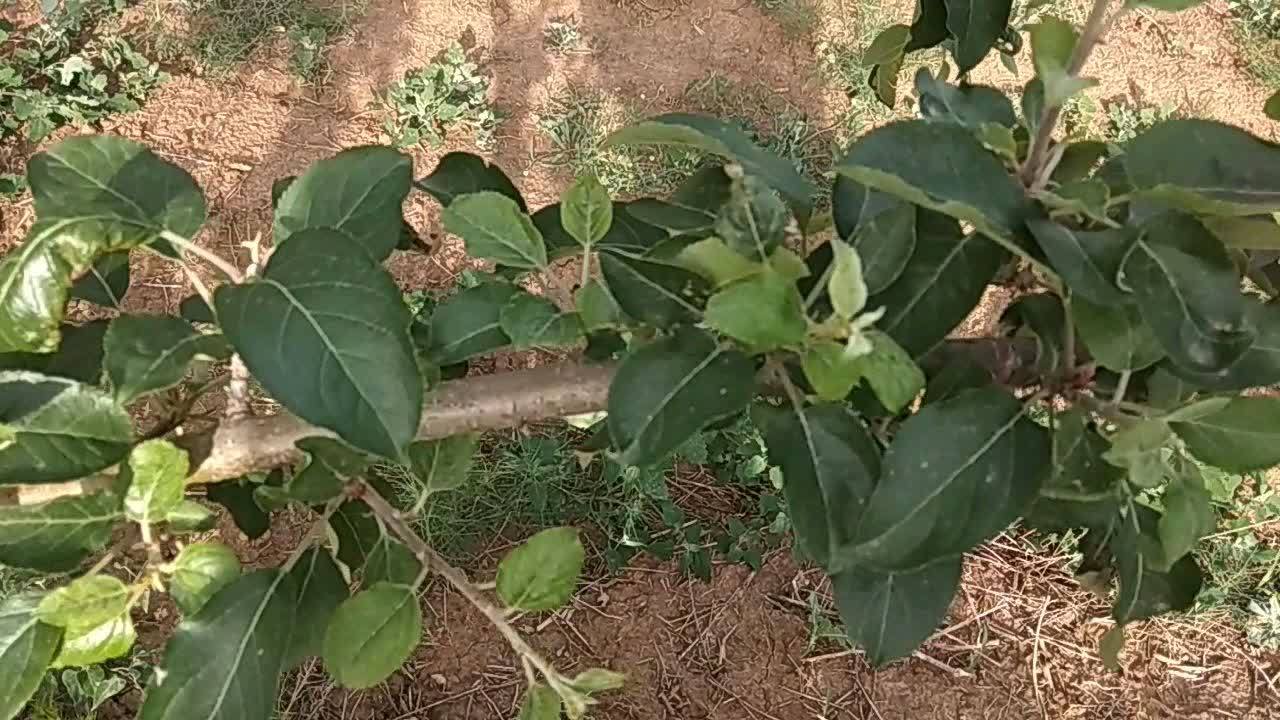 果树发生严重冻害后一个月,该如何管理
