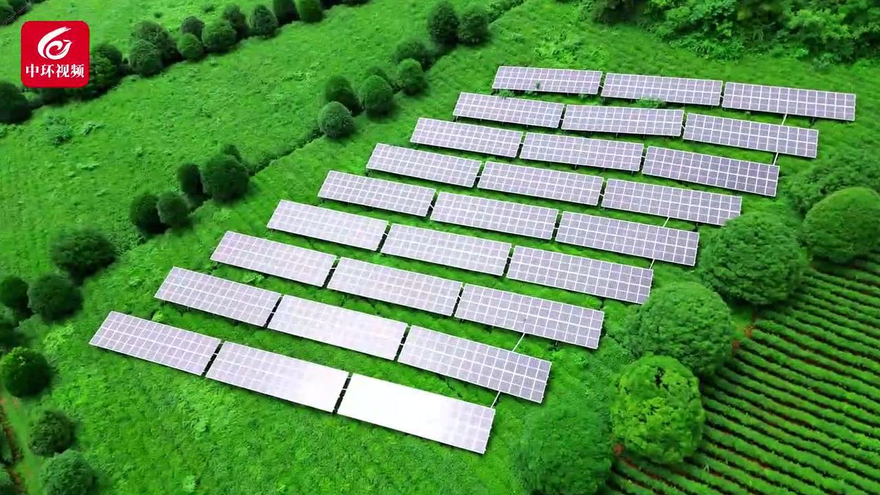 #茶叶能鲜如#味精?用的手段竟如此#环保!|#中国华能"#双碳"行动