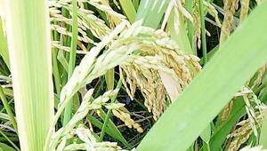 农村农忙收稻谷拉,手工收割很辛苦!