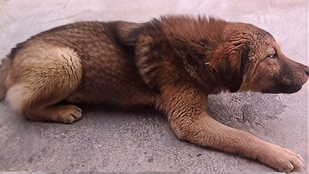 狂犬病发作后为什么不能治愈?死亡率达100%,狂犬病为何如此可怕?