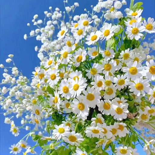 云朵老师520