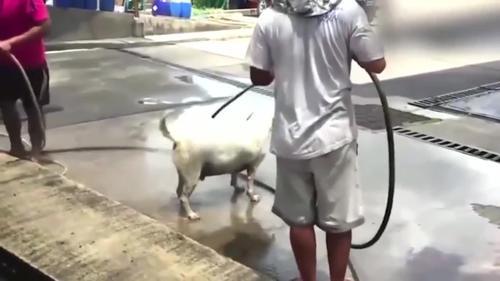 铲屎官这样给狗洗澡, 也没谁了