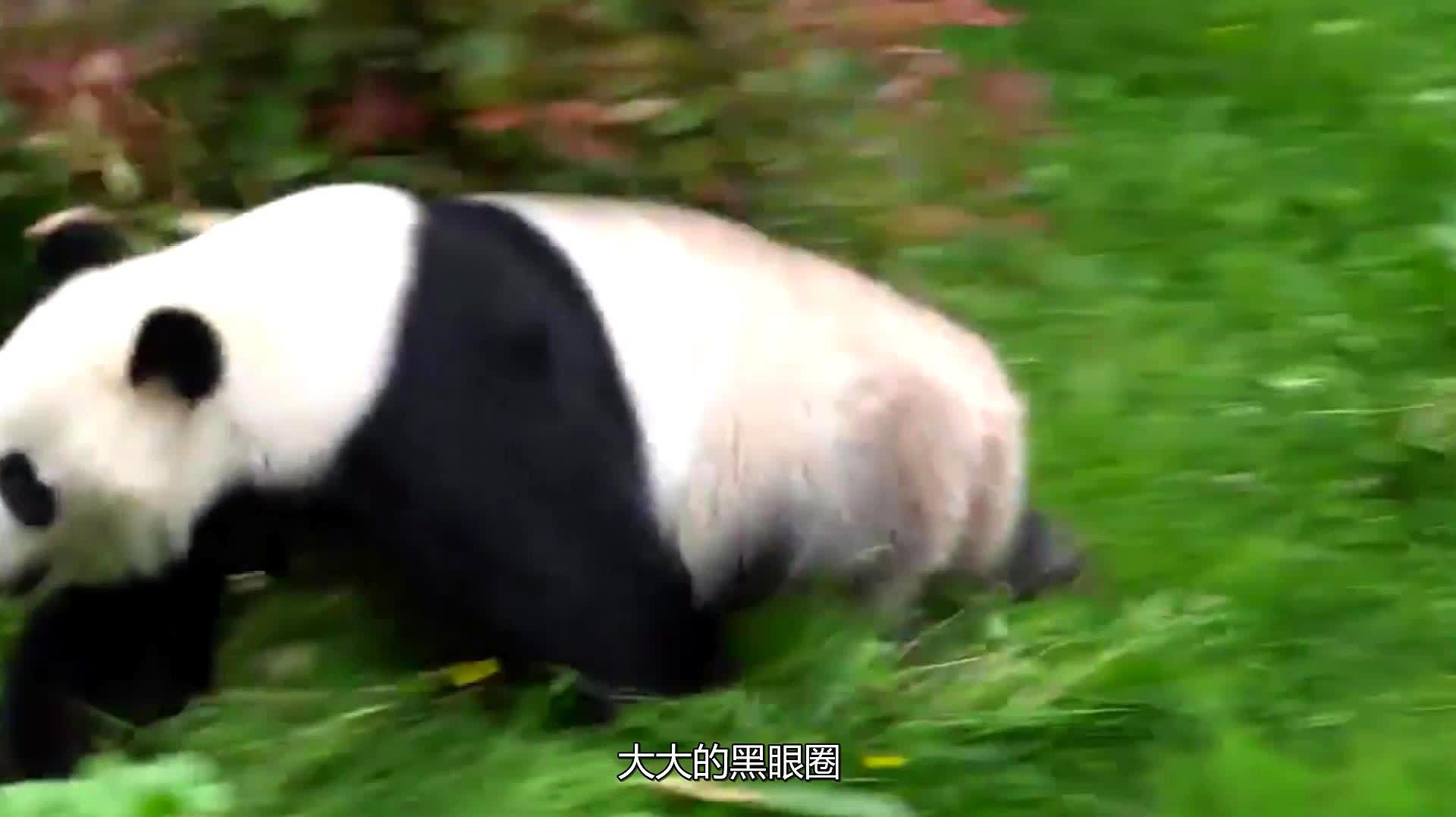 全球最可爱的动物,大熊猫排第三,第一简直不要太萌