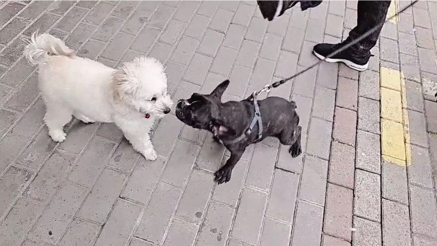 第一次带狗狗去宠物店洗澡,路上遇到几只同伴,