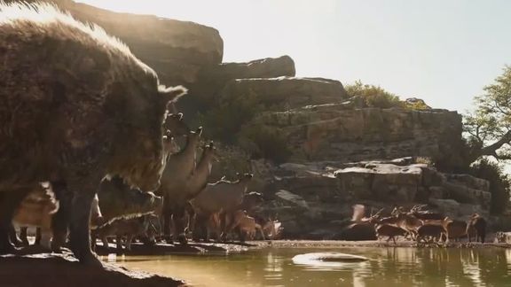 老虎在森林里给动物们开会,这才是森林之王的实力!